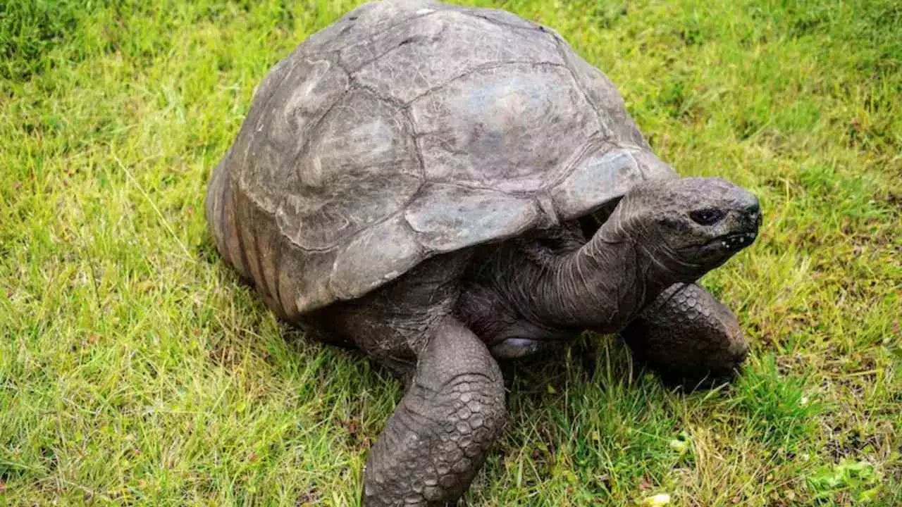 World Oldest Turtle Death Turns Out Fake | Jonathan Still Alive ...