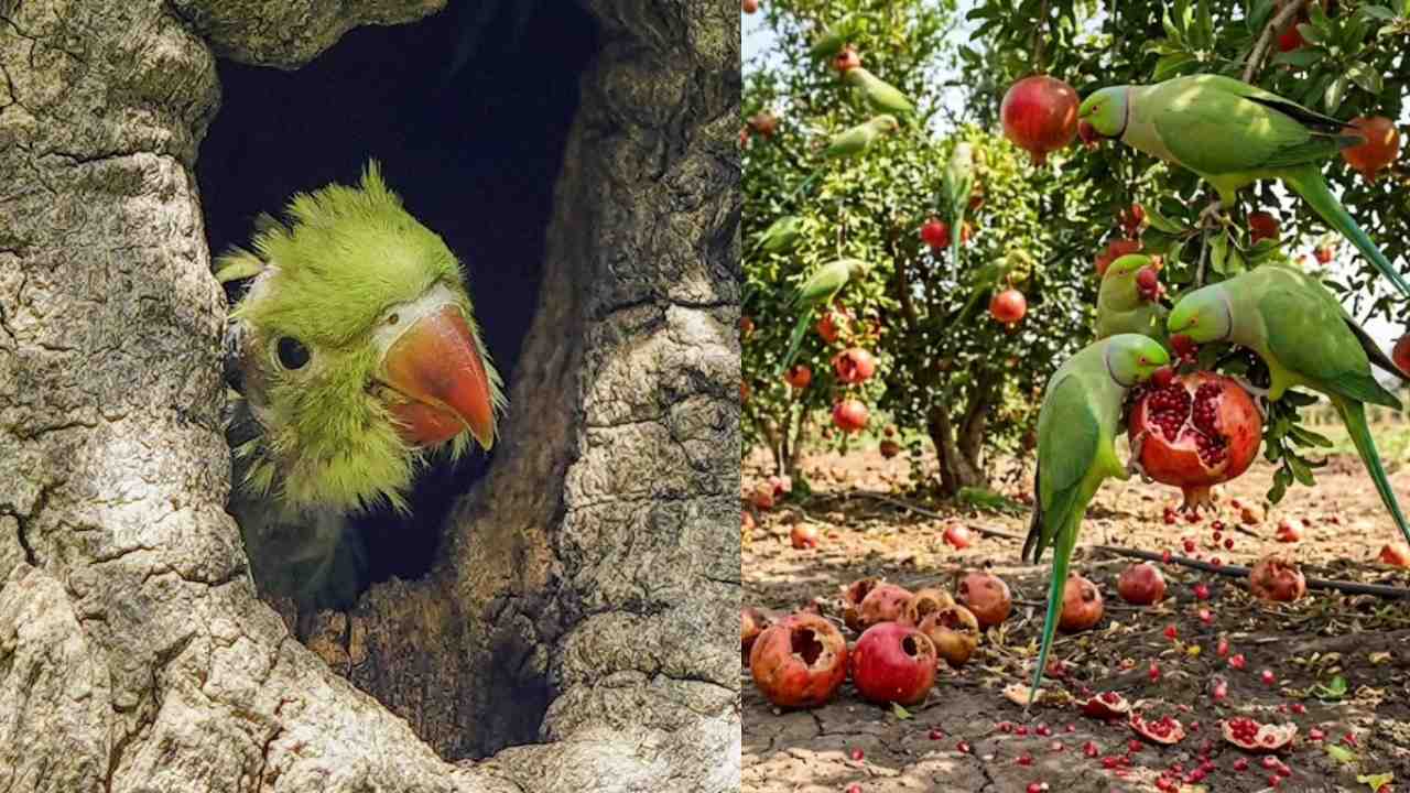 Parrots Destroy 200 Pomegranate Trees: Court Orders Compensation After ...