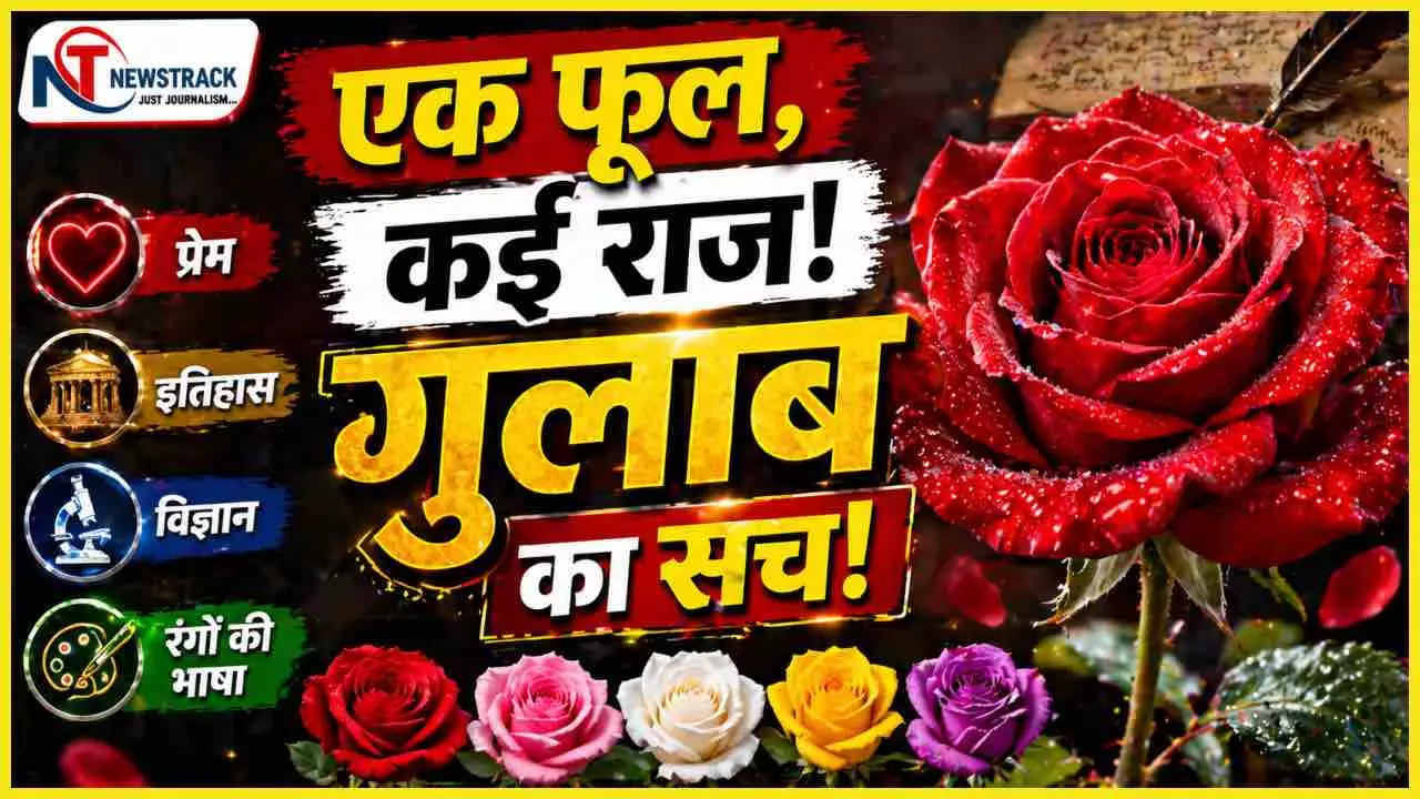 Gulab Ka Itihas Kya Hai |Rose Flower History Wikipedia | Latest Hindi ...