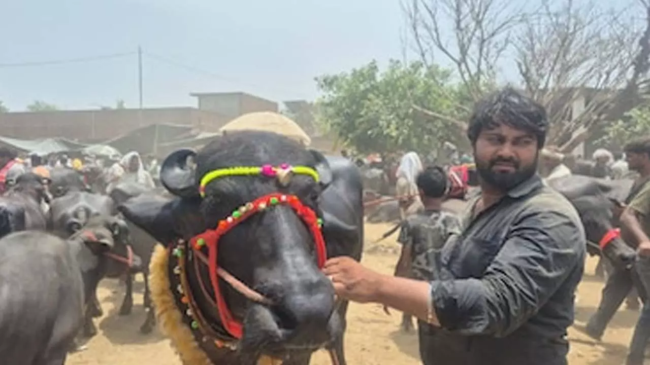 Bakrid 2026 Buffalo | Hapur Latest Hindi News | UP Breaking News Hindi ...