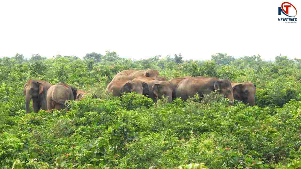 Chhattisgarh Elephant Attack| Human Wildlife Conflict| Korba Elephant ...
