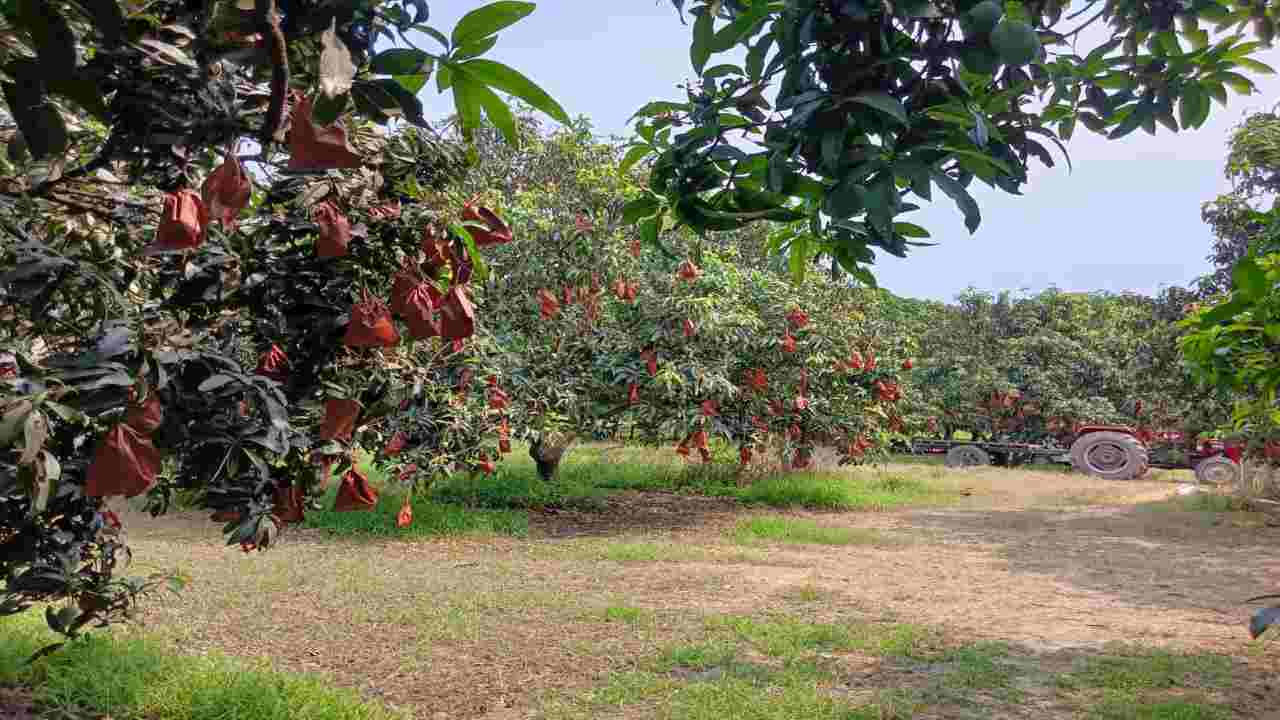 Fruit Cover Bag Technology Boosts Mango Quality| Latest Hindi News ...