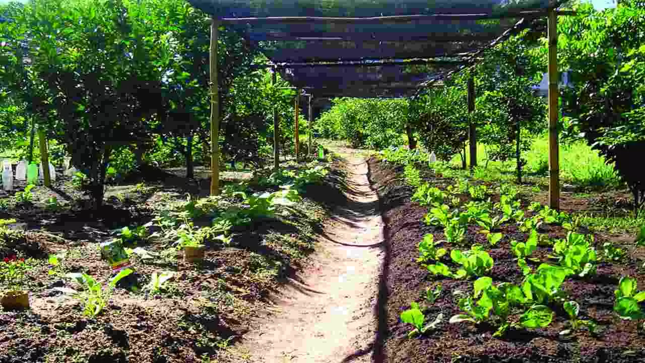 Uttar Pradesh Education News, School Farming Project, Kitchen Garden in ...