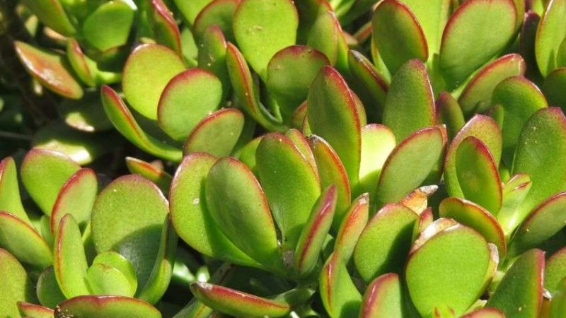 vastu tips for mohini plant for wealth to attract money in business ...