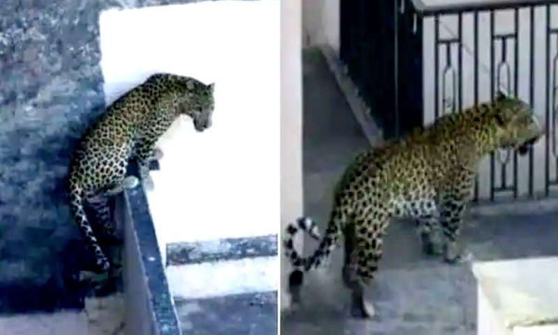 lucknow mein tendua tendue ke hamle se kaise bache how to avoid leopard ...