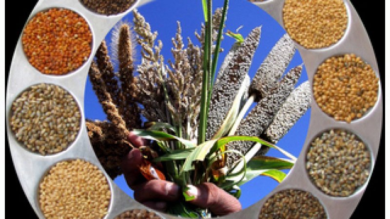 ragi jowar bajra do and dont of eating millets ragi jowar bajra ke ...