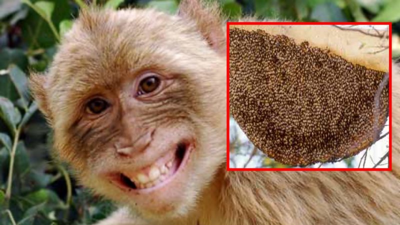 monkey video viral on social media video monkey put his hand in beehive ...