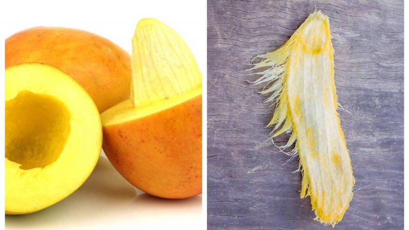 mango seeds benefits for skin hair and health benefits aam ki guthli ke ...