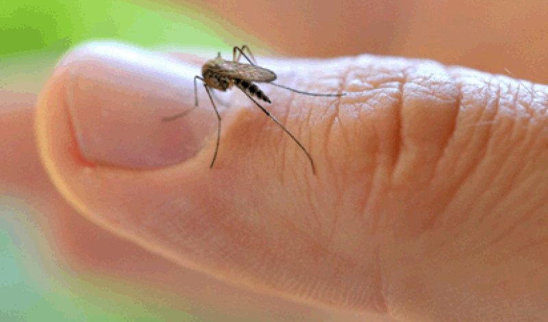 Protect your home from insects